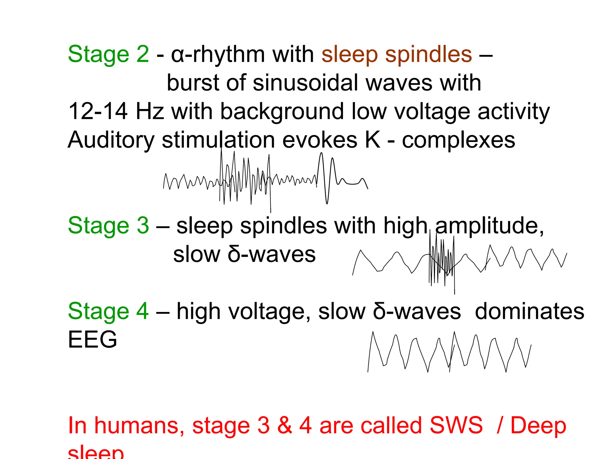 Sleep physiology and EEG waves in humans PPT | PPTX