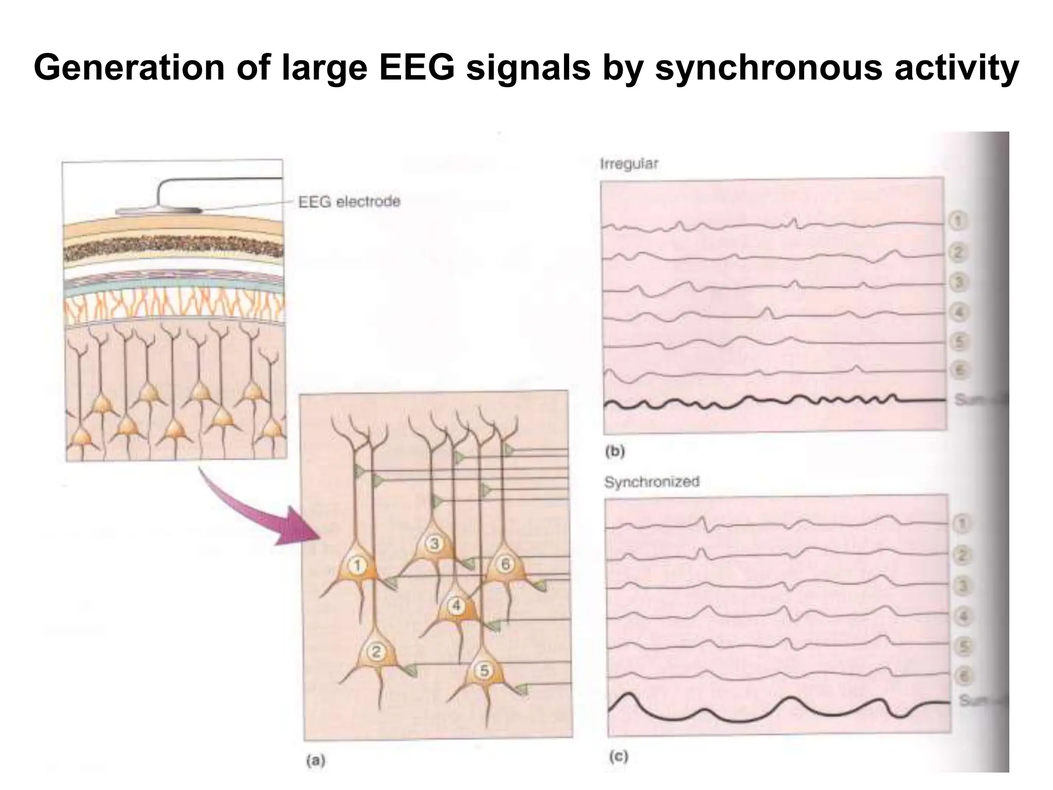 Sleep physiology and EEG waves in humans PPT | PPTX