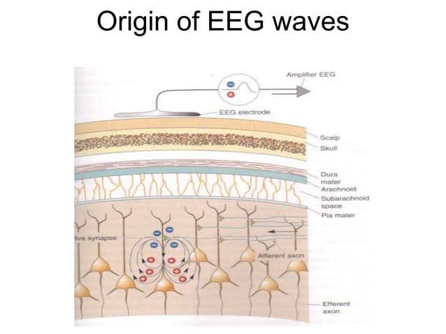 Sleep physiology and EEG waves in humans PPT | PPTX