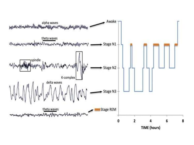 Sleep physiology and EEG waves in humans PPT | PPTX
