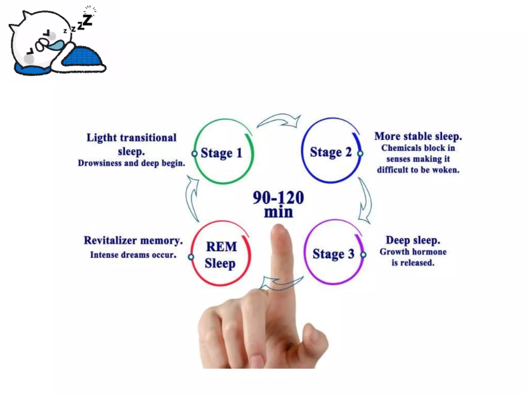 Physiology of Sleep | PDF