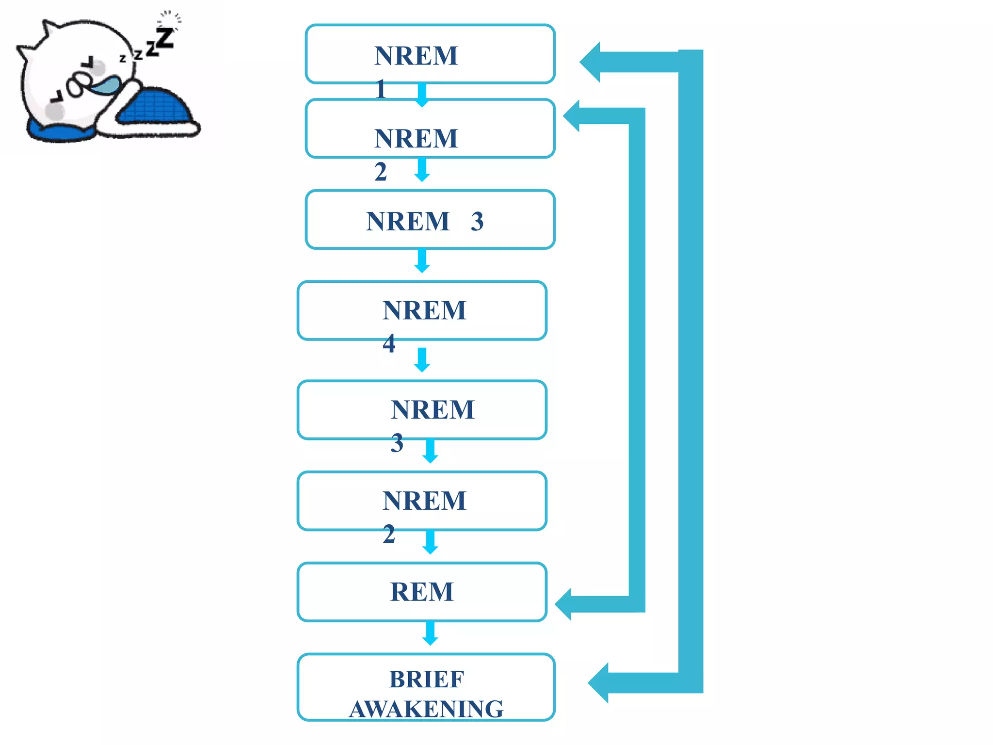 Physiology of Sleep | PDF