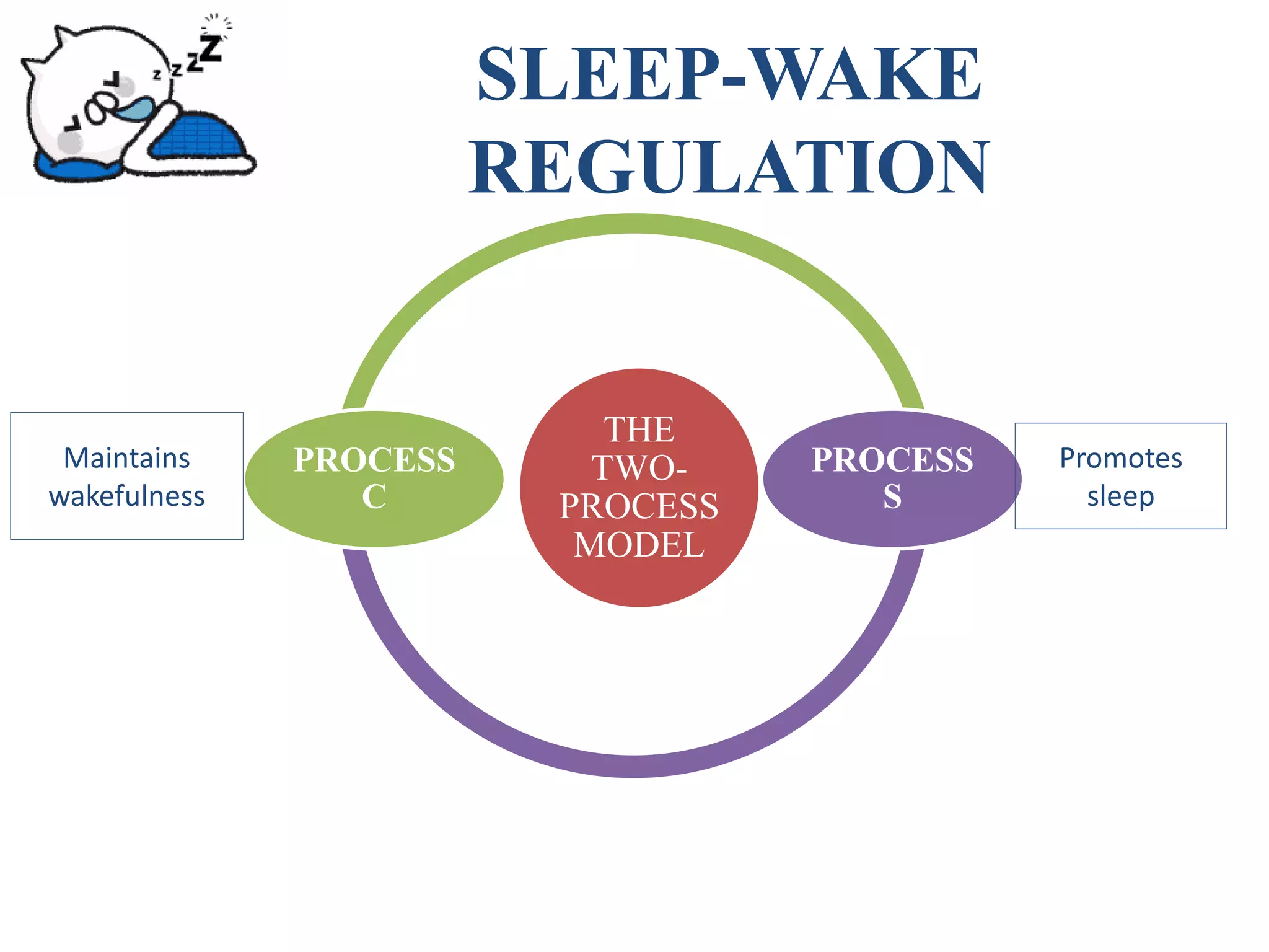 Physiology of Sleep | PDF