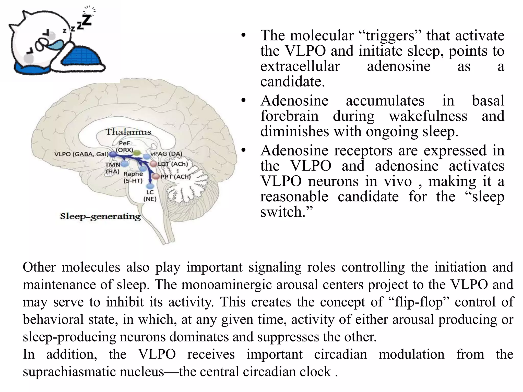 Physiology of Sleep | PDF