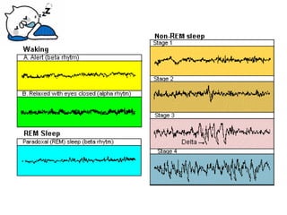 Physiology of Sleep | PDF