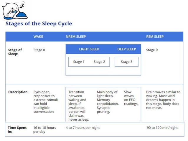 Physiology of Sleep | PDF | Sleep Disorders | Diseases and Conditions