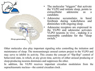 Physiology of Sleep | PDF