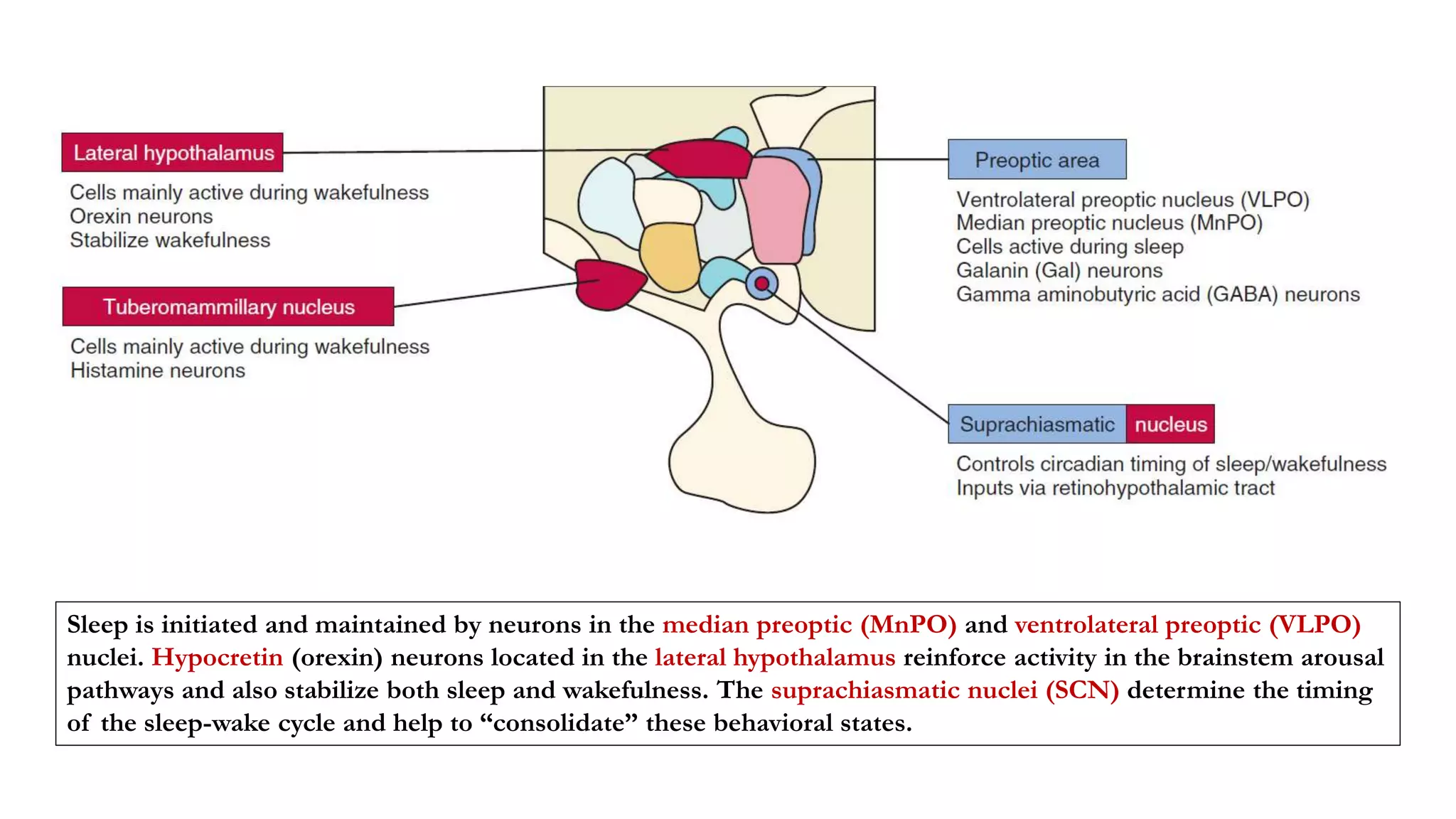 Sleep Neurobiology and Insomnia.pptx