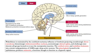 Sleep Neurobiology and Insomnia.pptx