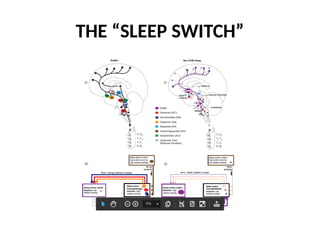 Sleep physiology and stages of sleep cycle | PPTX