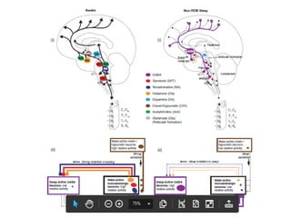 Sleep physiology and stages of sleep cycle | PPTX