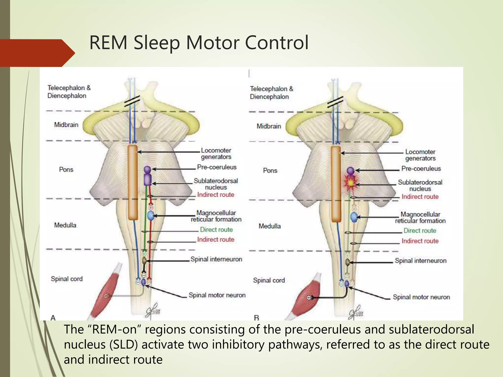 SLEEP PHYSIOLOGY .pptx