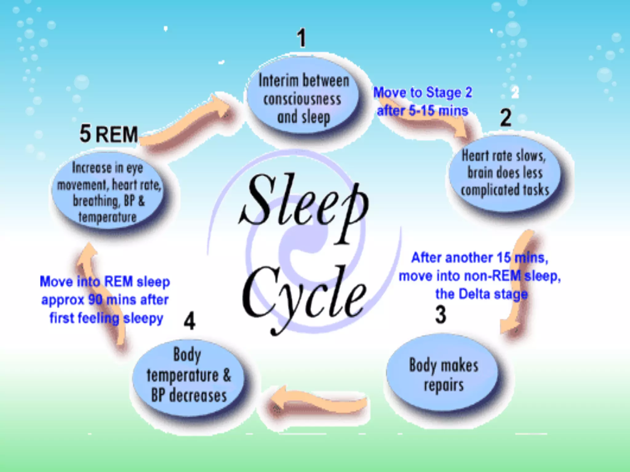 Sleep Presentation | PDF