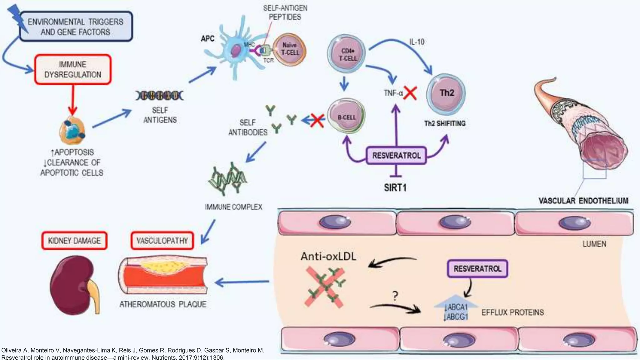 SLE Myopathy | PPTX | Physical Therapy | Wellness