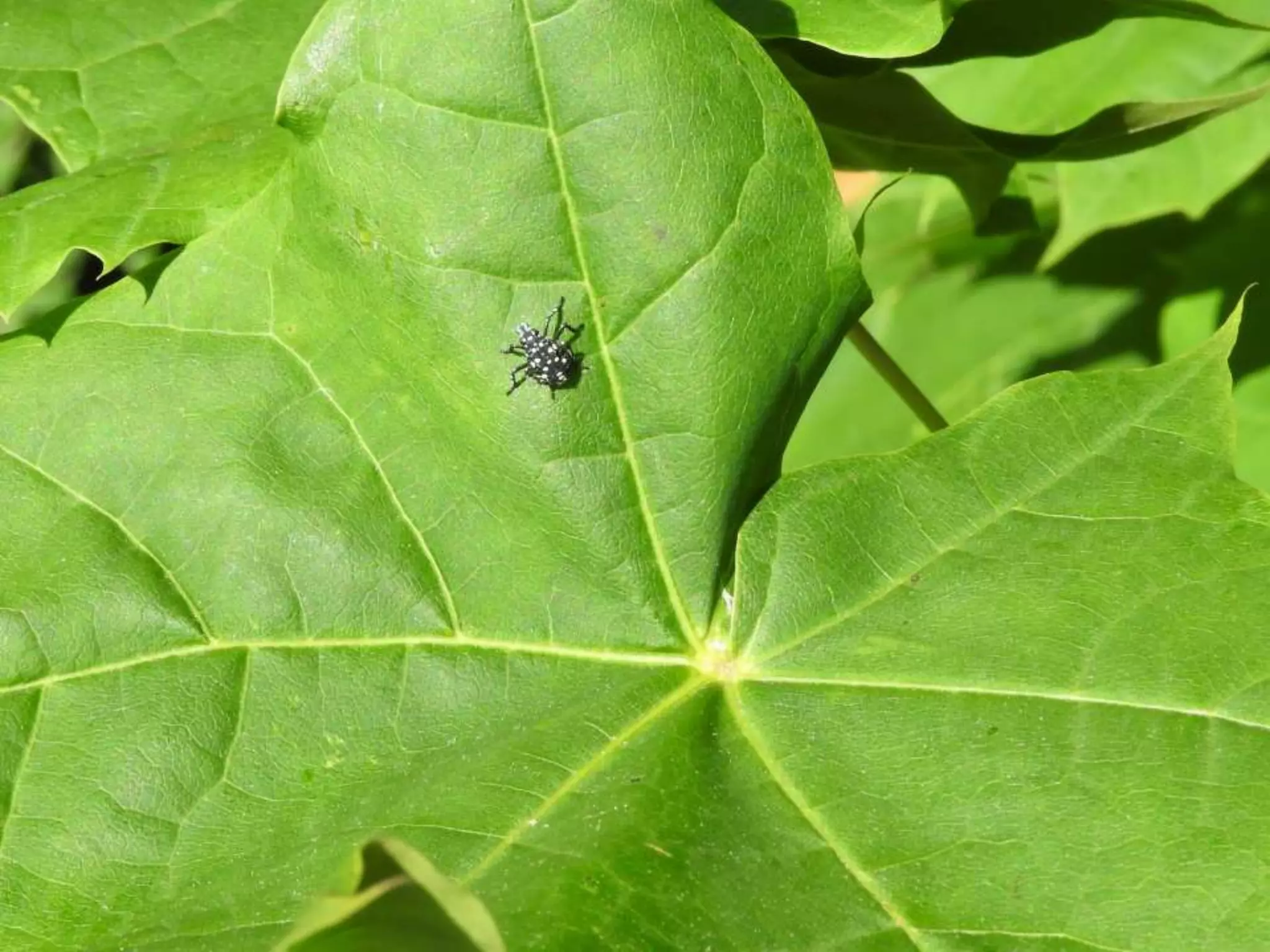 Spotted Lanternfly and Gypsy Moth, Spring 2019 | PPT