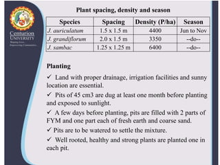 Slide-11-Cultivation-practices-of-jasmine-2.pdf