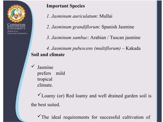 Slide-11-Cultivation-practices-of-jasmine-2 (1).pptx