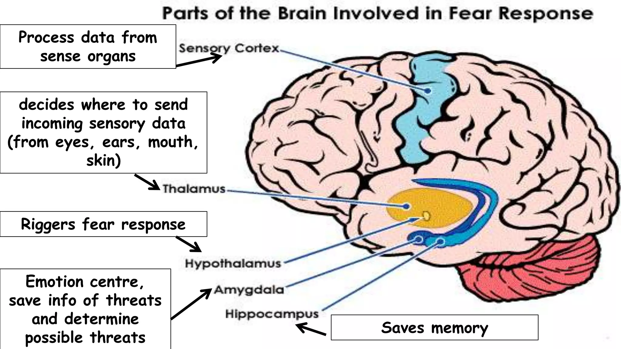 Science Journal - What is Fear , How fear is produced and how fear ...