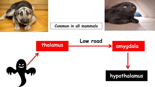 Science Journal - What is Fear , How fear is produced and how fear ...