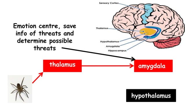 Science Journal - What is Fear , How fear is produced and how fear ...