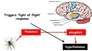 Science Journal - What is Fear , How fear is produced and how fear ...