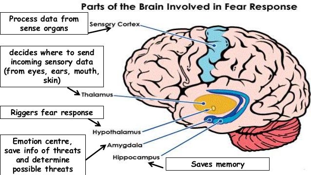 Science Journal - What is Fear , How fear is produced and how fear wo…