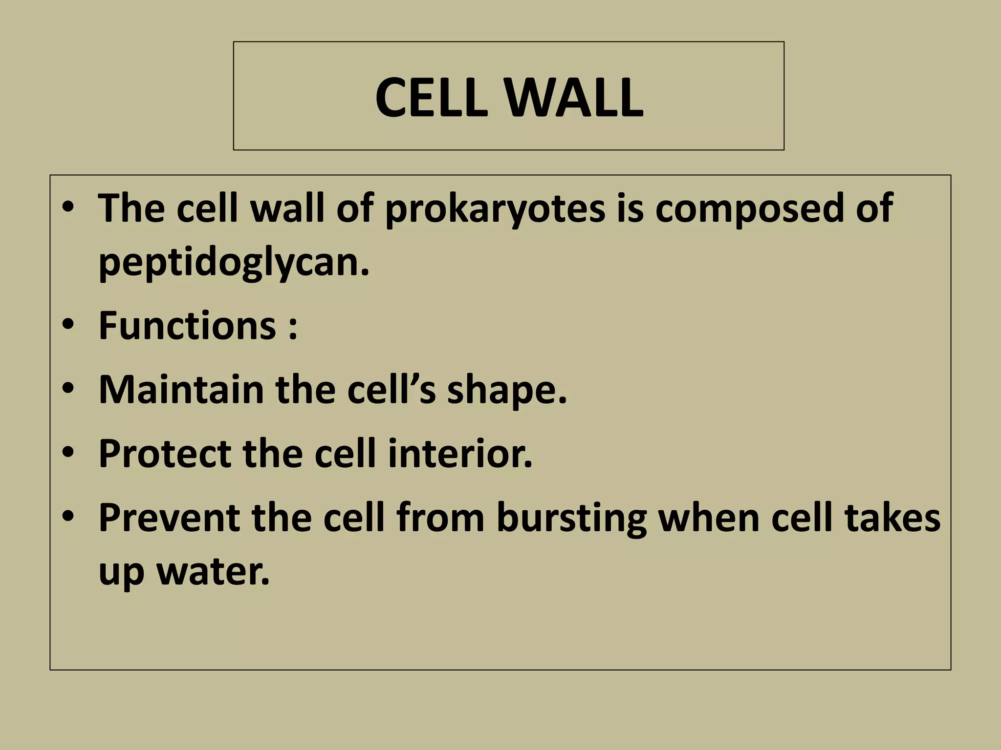 GENERAL FEATURES OF PROKARYOTES | PPT