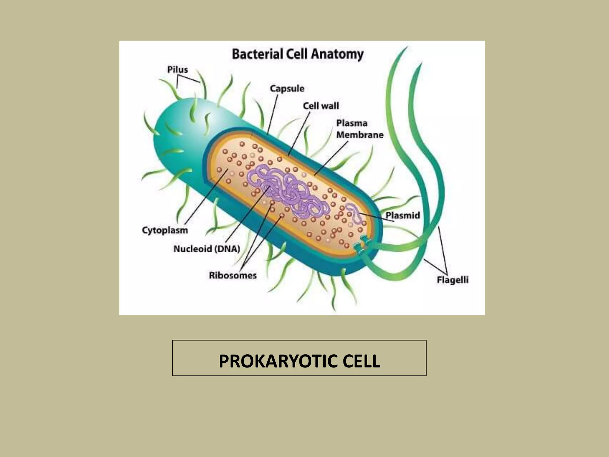 GENERAL FEATURES OF PROKARYOTES | PPT