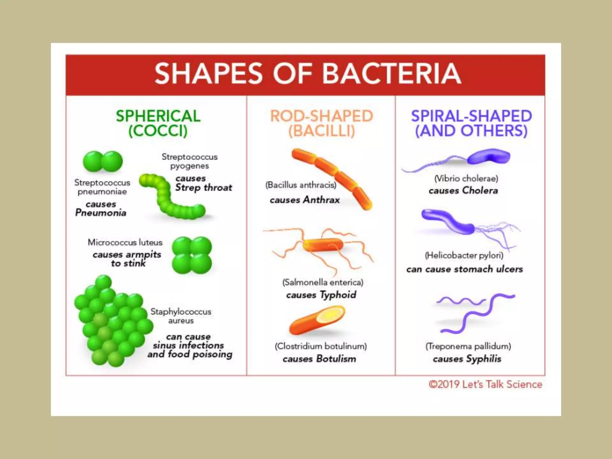 GENERAL FEATURES OF PROKARYOTES | PPTX