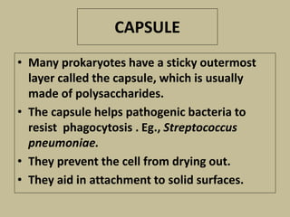 GENERAL FEATURES OF PROKARYOTES | PPT