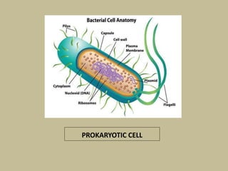 GENERAL FEATURES OF PROKARYOTES | PPT