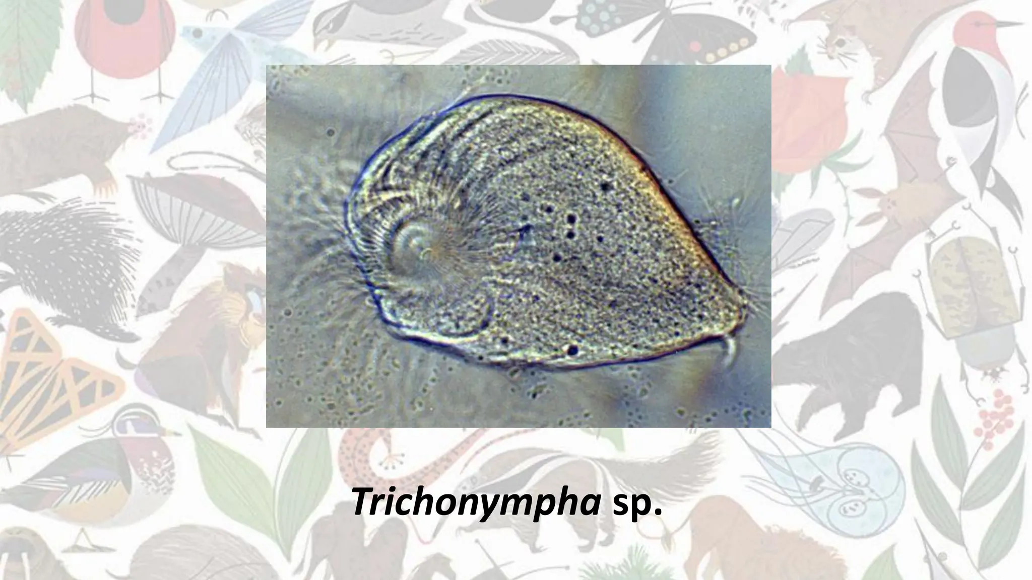 ความหลากหลายทางชีวภาพ slide biology diversity | PDF