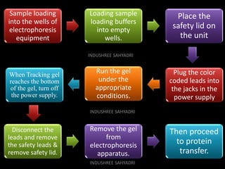 western blotting power point presentation. | PPTX