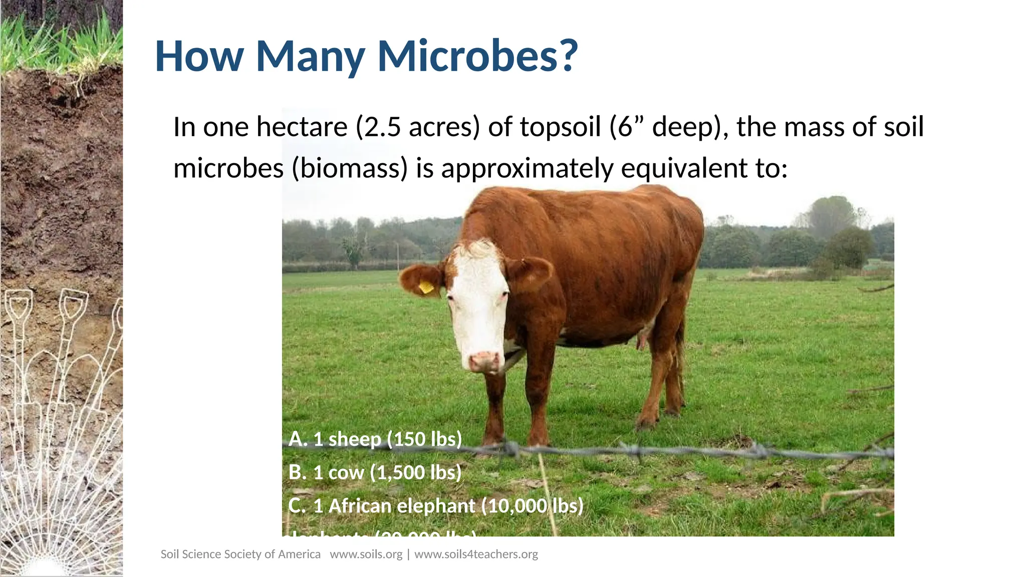 Why Soil is Important Soil Biology Scientist | PPT