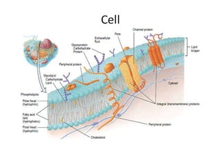 Cell membrane | PDF