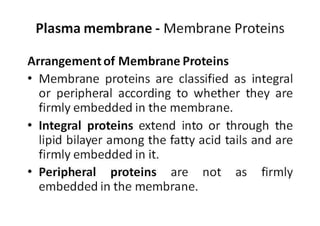 Cell membrane | PPT