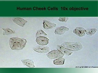 Slide1 identifying cells and cells structures u1.1 9thsci | PPT