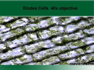 Elodea Cell 40x
