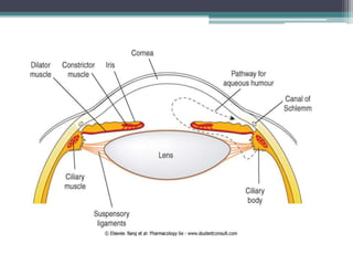 Slide2 cholinergics and cholinomimetics | PPT
