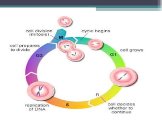 Slide24 anticancer agents | PPT