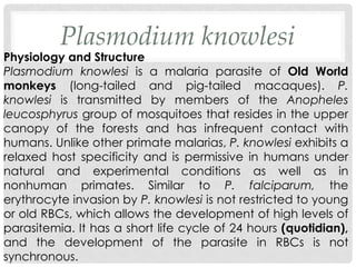 slide 2 Blood and Tissue Protozoa Plasmodium.pdf