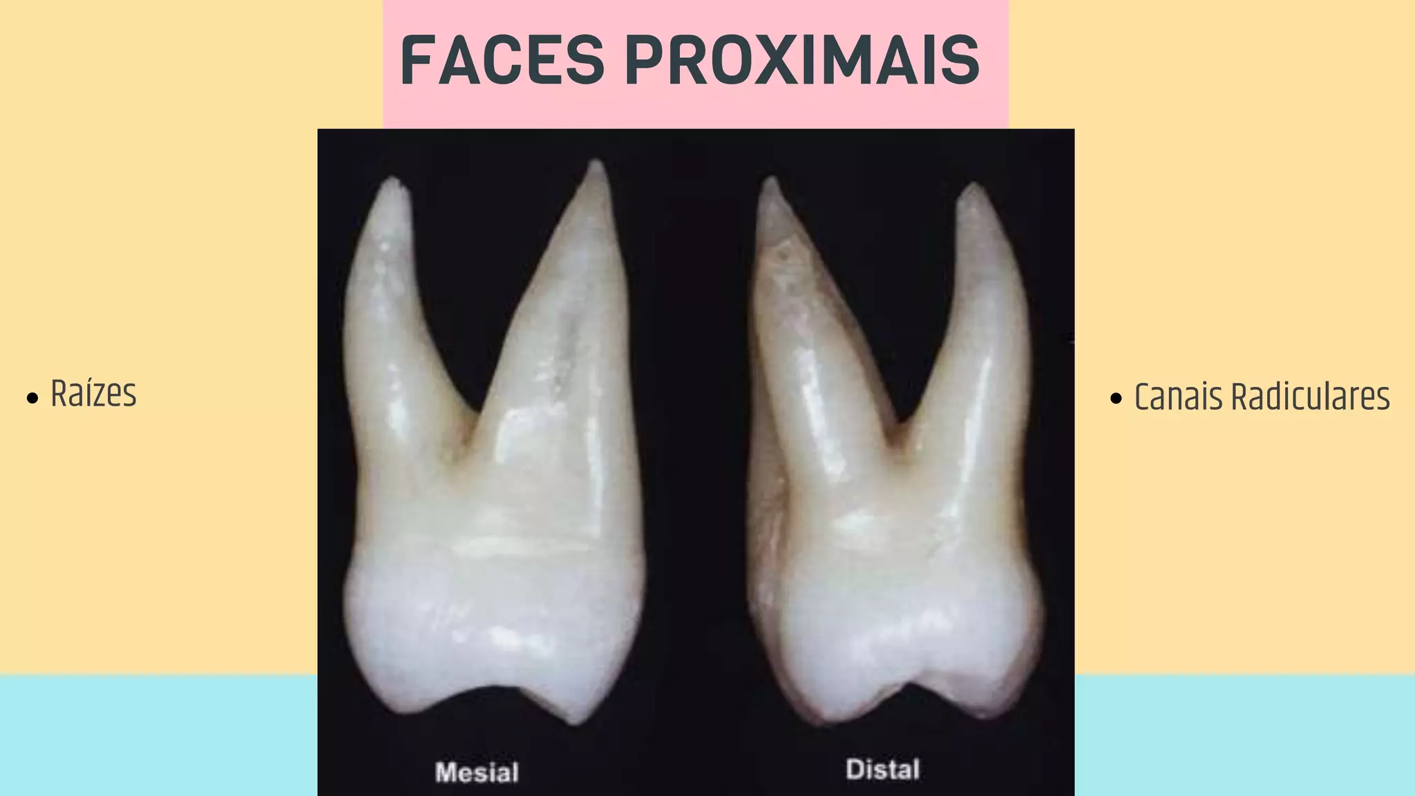 Slide do Segundo Molar Superior | PPTX