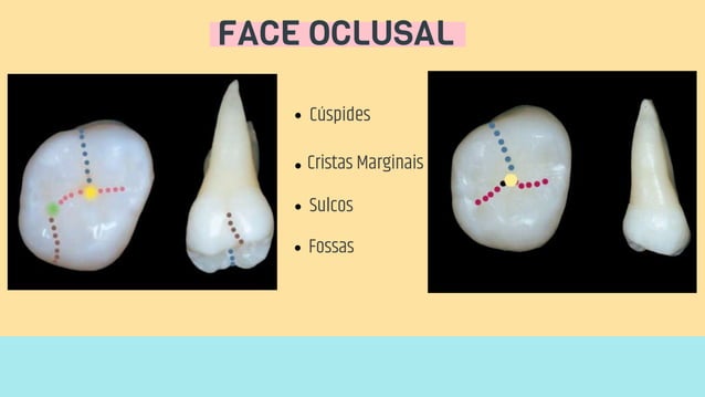 Slide do Segundo Molar Superior | PPTX