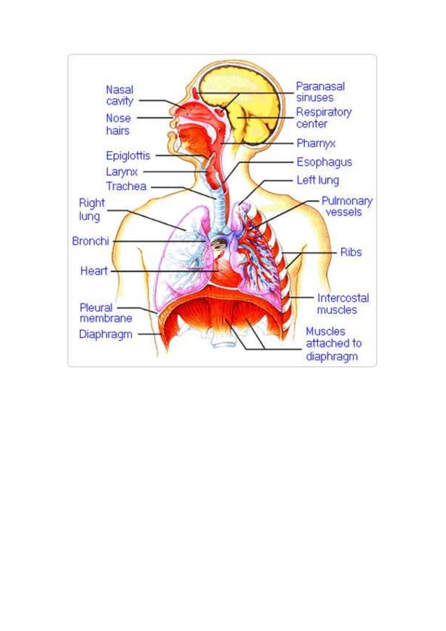 respiratory system | DOCX | Lung and Respiratory Health | Diseases and Conditions