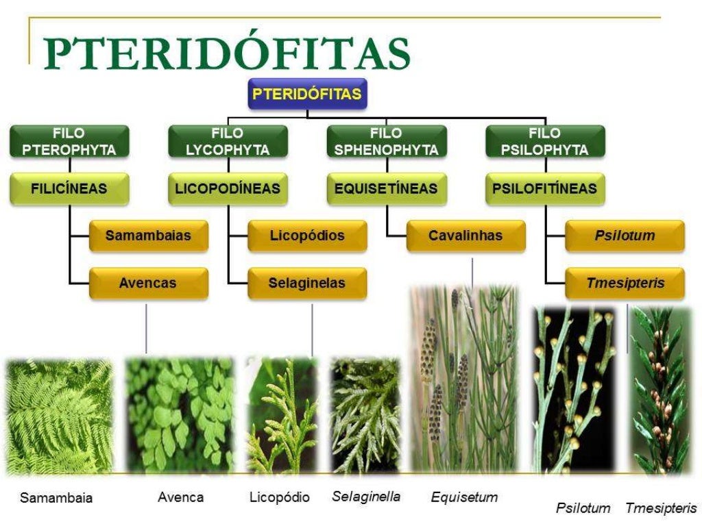 Pteridofitas