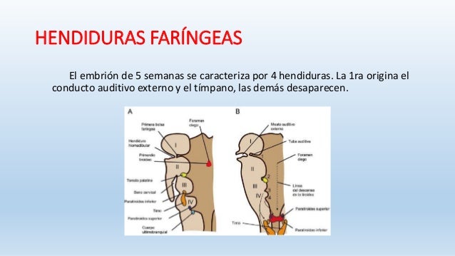 Slide arcos faringeos