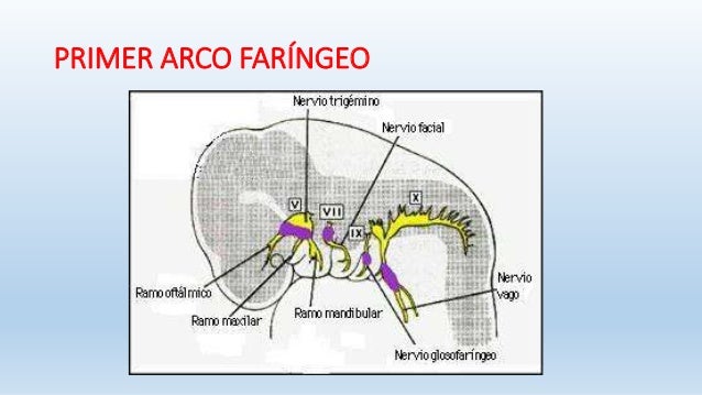 Slide arcos faringeos