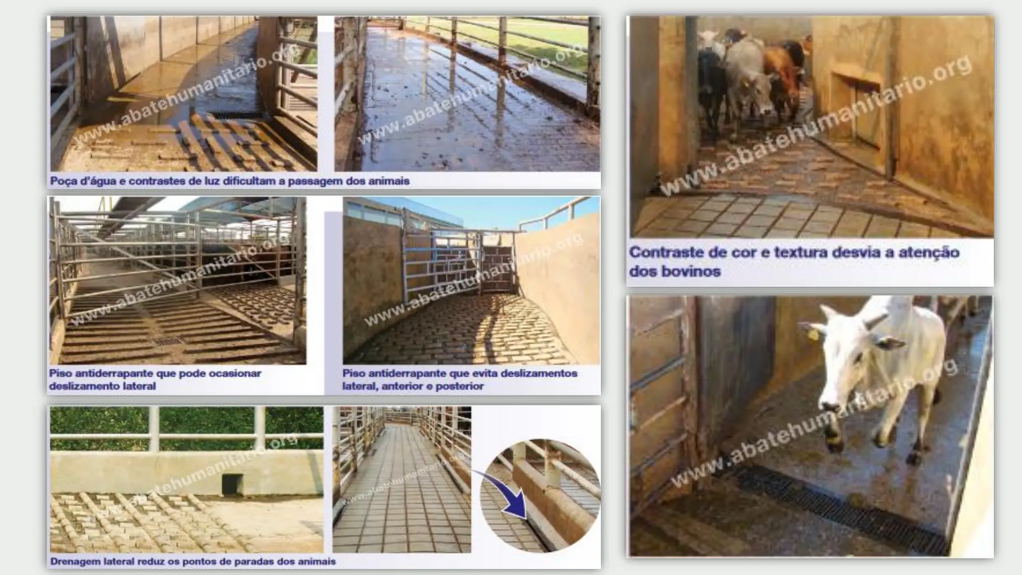 Fluxograma abate de bovinos e suas etapas. PDF | PDF
