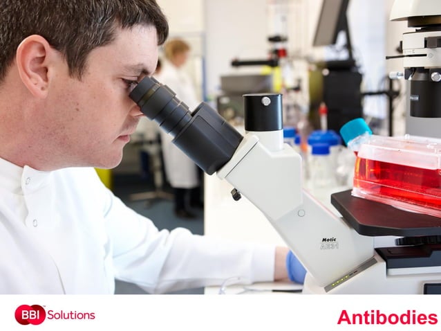 BBI Solutions - Antibodies | PDF