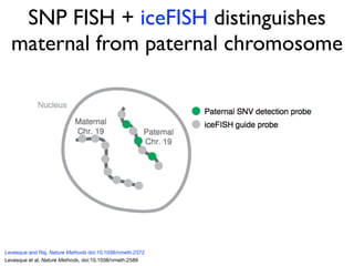 Visualizing SNVs to quantify allele-specific expression in single cells ...